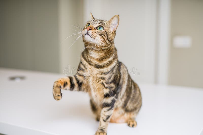 Cute Short Hair Cat Looking Curious and Snooping at Home Stock Photo ...