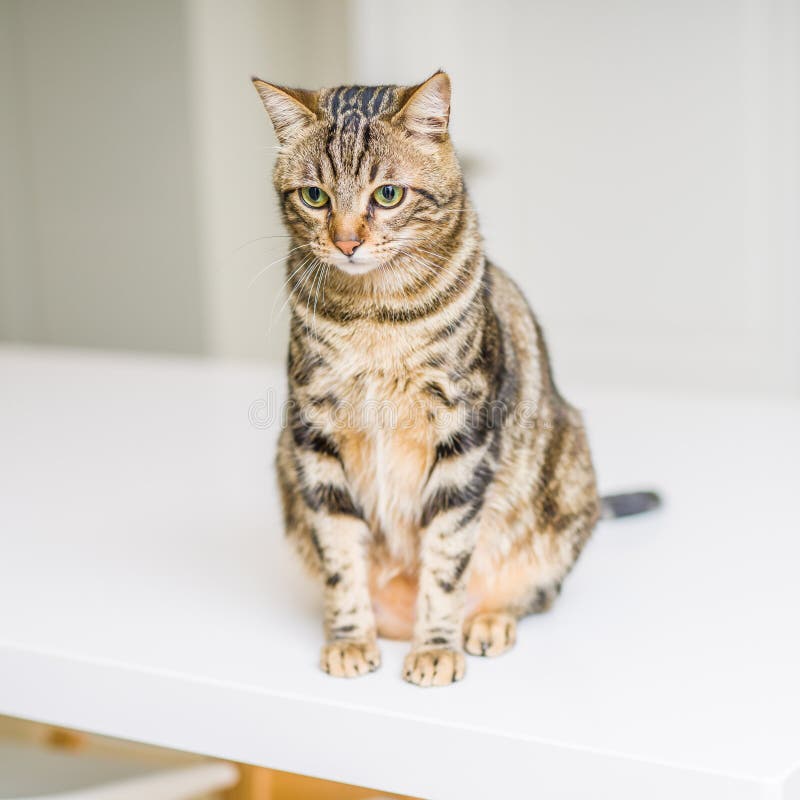 Cute Short Hair Cat Looking Curious and Snooping at Home Stock Photo ...