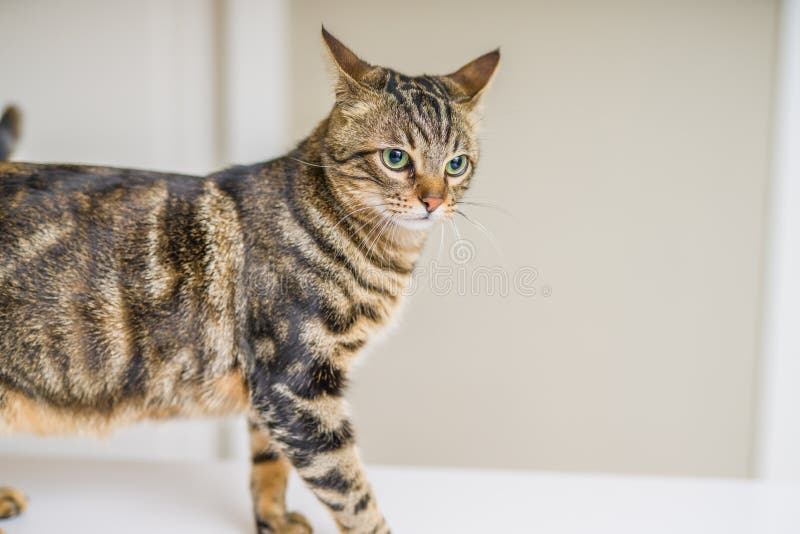 Cute Short Hair Cat Looking Curious and Snooping at Home Stock Image ...