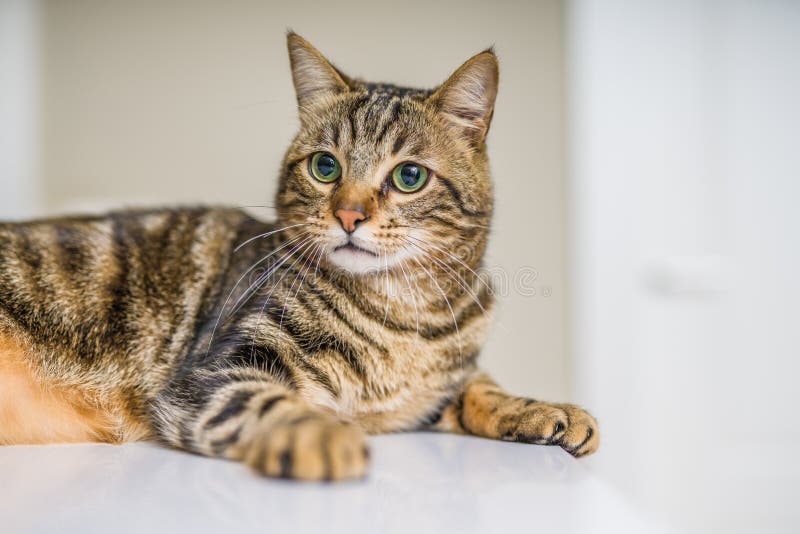Cute Short Hair Cat Looking Curious and Snooping at Home Stock Photo ...
