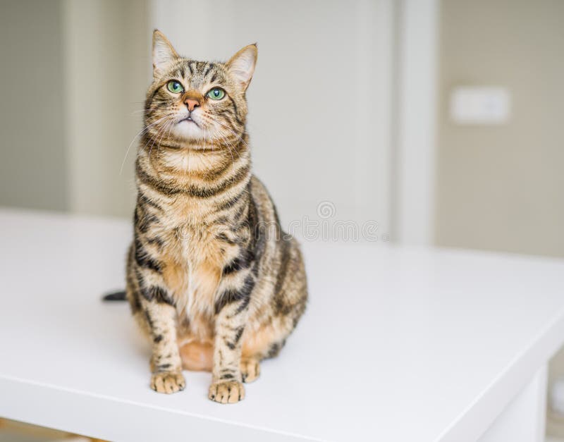 Cute Short Hair Cat Looking Curious and Snooping at Home Stock Photo ...
