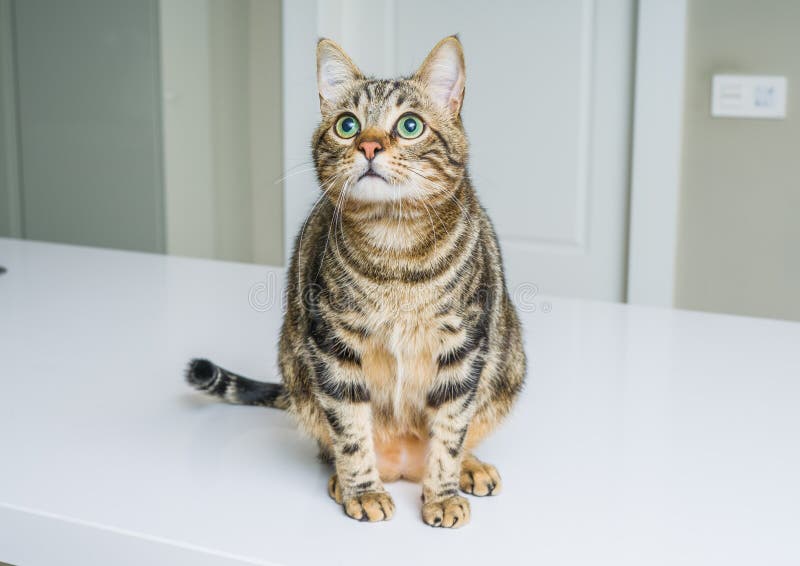 Cute Short Hair Cat Looking Curious and Snooping at Home Stock Photo ...