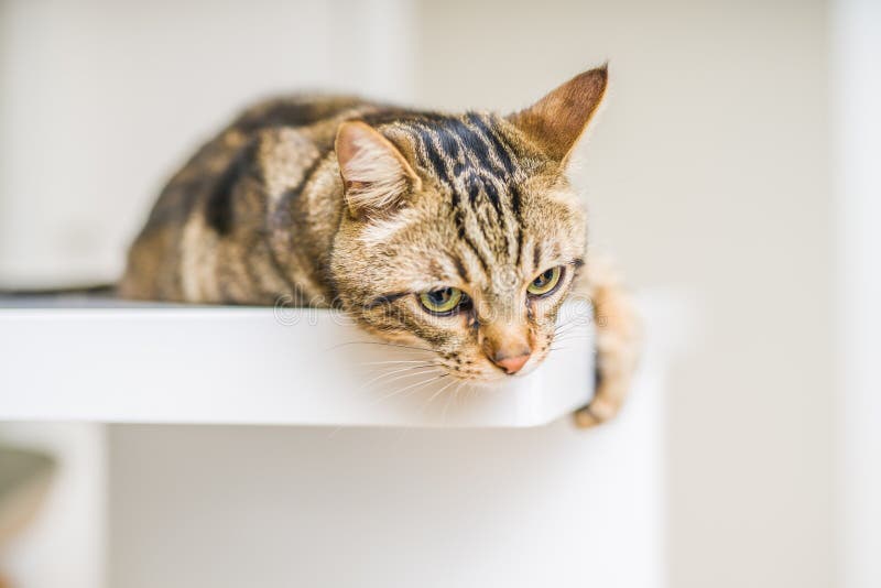 Cute Short Hair Cat Looking Curious and Snooping at Home Stock Image ...