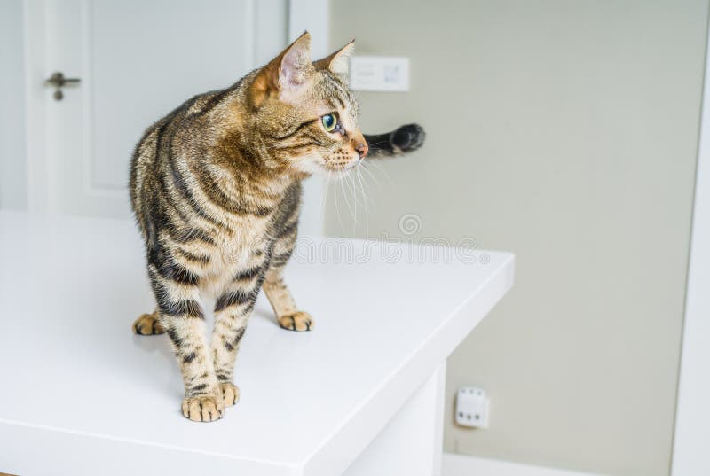 Cute Short Hair Cat Looking Curious and Snooping at Home Stock Image ...