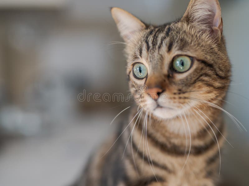 Cute Short Hair Cat Looking Curious and Snooping at Home Stock Photo ...