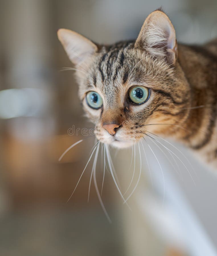 Cute Short Hair Cat Looking Curious and Snooping at Home Stock Photo ...
