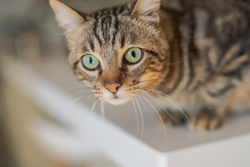 Cute Short Hair Cat Looking Curious and Snooping at Home Stock Photo ...