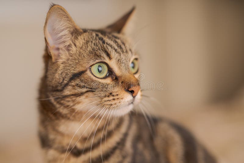 Cute Short Hair Cat Looking Curious and Snooping at Home Stock Image ...