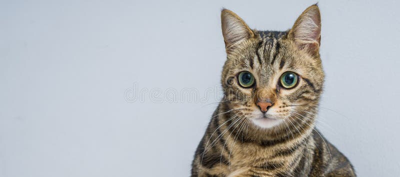 Cute Short Hair Cat Looking Curious and Snooping at Home Stock Photo ...