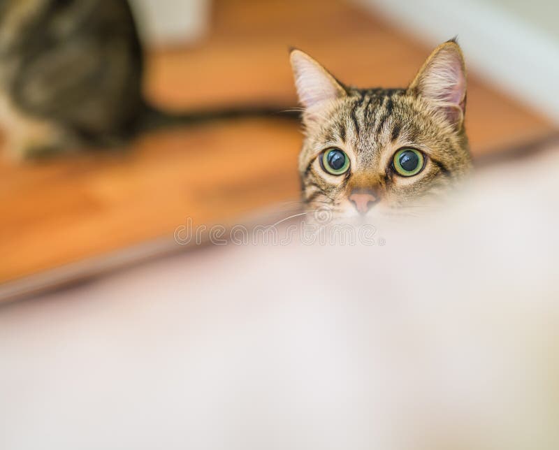 Cute Short Hair Cat Looking Curious and Snooping at Home Playing Hide ...