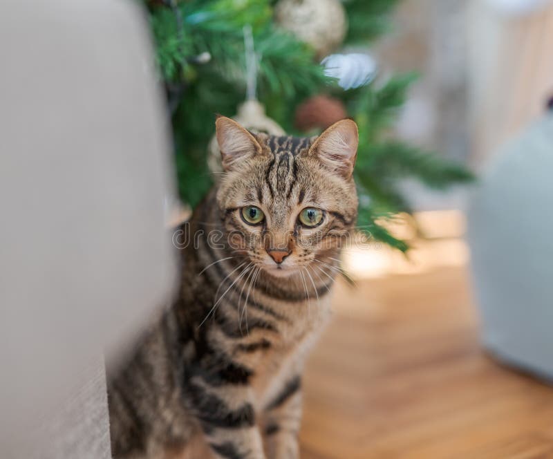 Cute Short Hair Cat Looking Curious and Snooping at Home Playing Hide ...