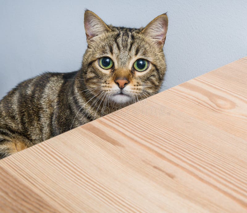 Cute Short Hair Cat Looking Curious and Snooping at Home Playing Hide ...