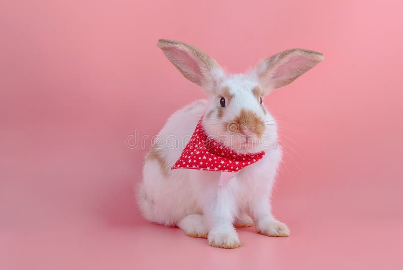 Cute Short Hair Rabbit Sitting in the Basket Stock Photo - Image of ...