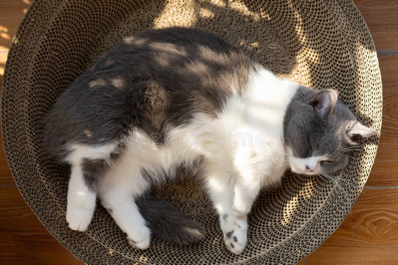 Cute Shorthair Cat Having Sun Bath on a Balcony Stock Photo - Image of ...