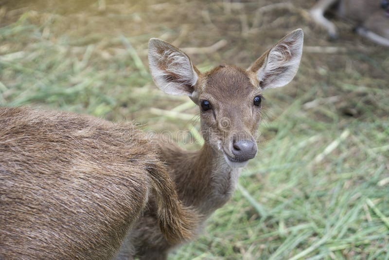 Cute Shot of a Deer Kid Looked at Camera and Smile,deer Smile,light ...