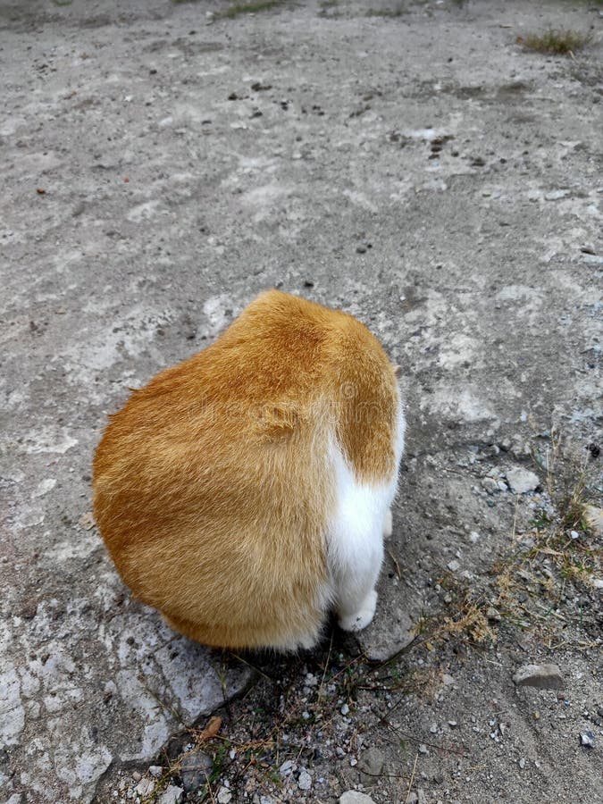 A cute shy cat is sleeping stock image. Image of animal - 152506151