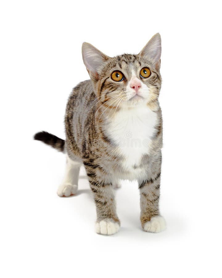 Shy Kitten stock photo. Image of kitten, white, cute, sitting - 5287050