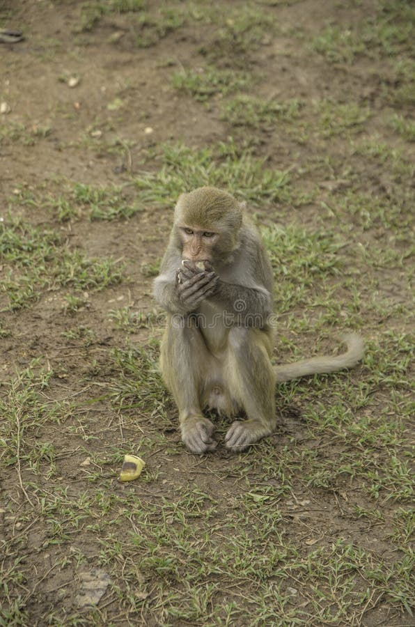 Cute Shy of monkeey stock photo. Image of baboon, pets - 57599276