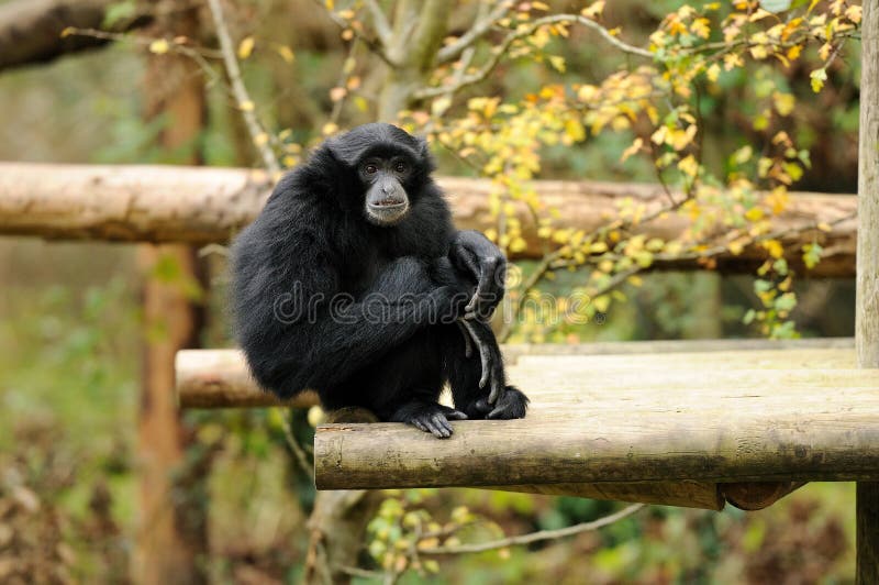 A cute siamang gibbon stock image. Image of siamang, leaves - 27325365