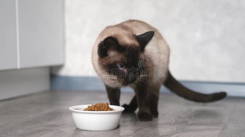 Cute Siamese Cat Eating Food from a Bowl Stock Footage - Video of ...