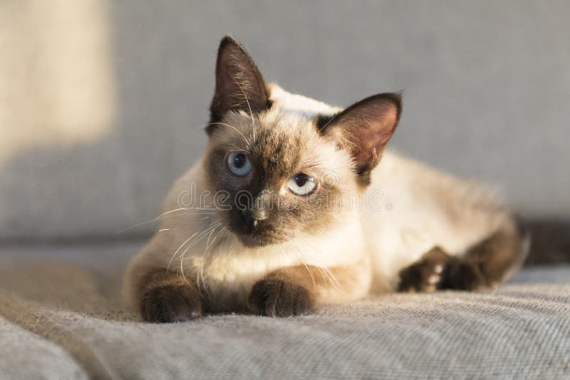 The cute Siamese cat stock image. Image of purebred, mammal - 73534071
