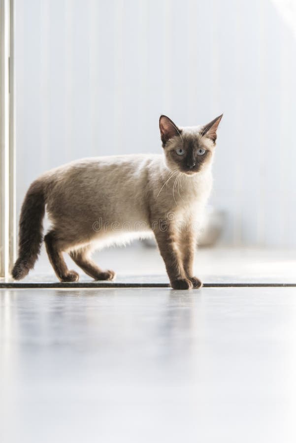 The cute Siamese cat stock image. Image of siamese, mammal - 73534155