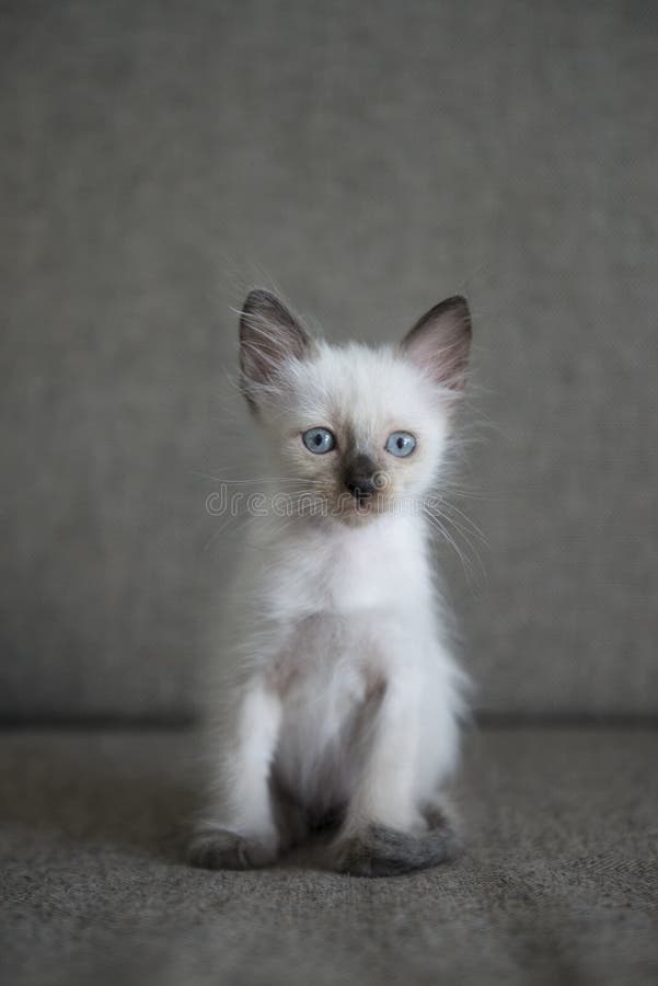 Cute Siamese cat kittens stock image. Image of family - 73572567