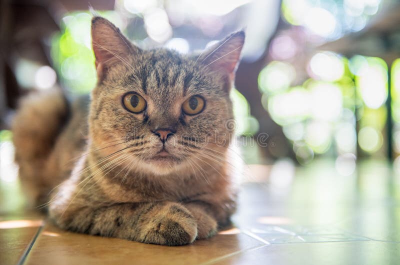 Cute Siamese Cat Look at Camera. Pet and Anmimal Stock Image - Image of ...