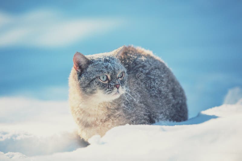 Siamese Cat Walking in the Deep Snow Stock Image - Image of kitten ...