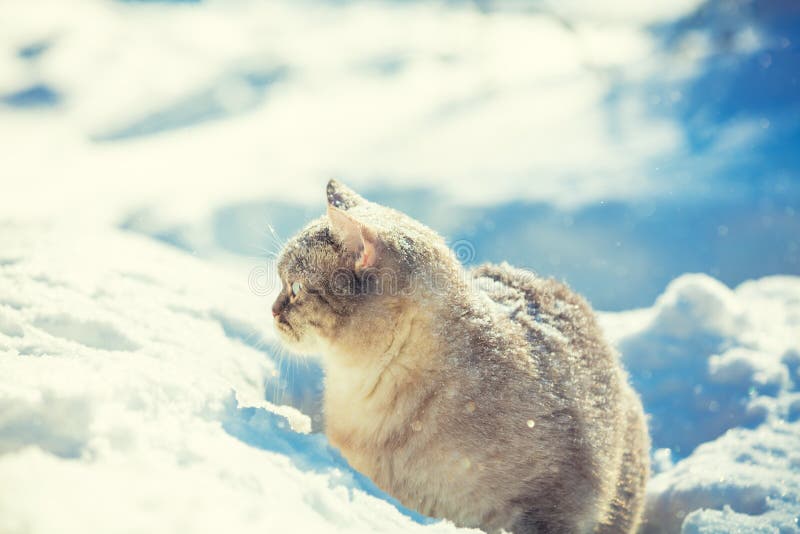 Cute Siamese Cat Walks in Deep Snow Stock Image - Image of cold, park ...