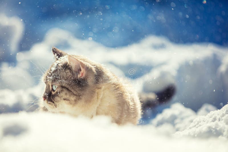 Cat walks in deep snow stock image. Image of dream, walks - 174287677