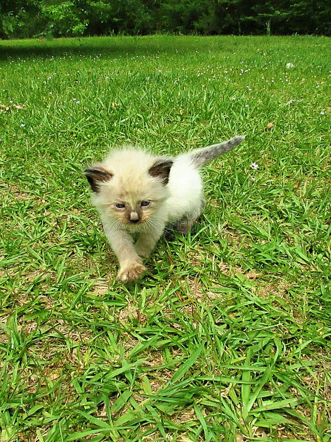 Cute Siamese Kitten Playing in the Grass Stock Photo - Image of playing ...
