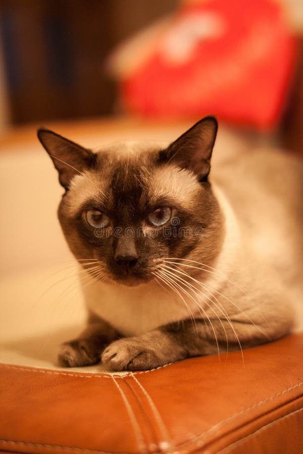 Cute siamese thai cat stock image. Image of mammal, siamese - 52388537