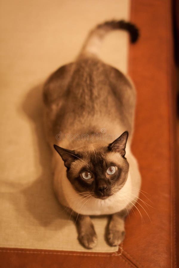 Cute siamese thai cat stock image. Image of lovable, siamese - 52388543