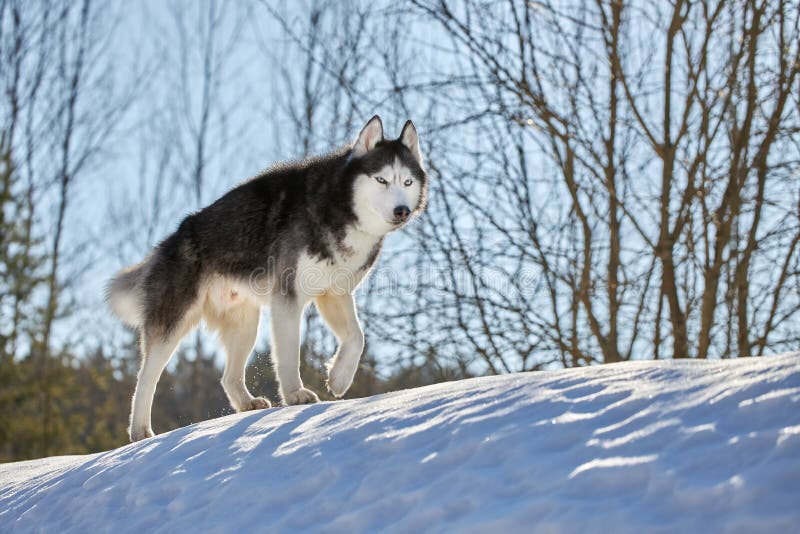 Cute Siberian Husky Dog Run on Snow. Stock Image - Image of wolf ...