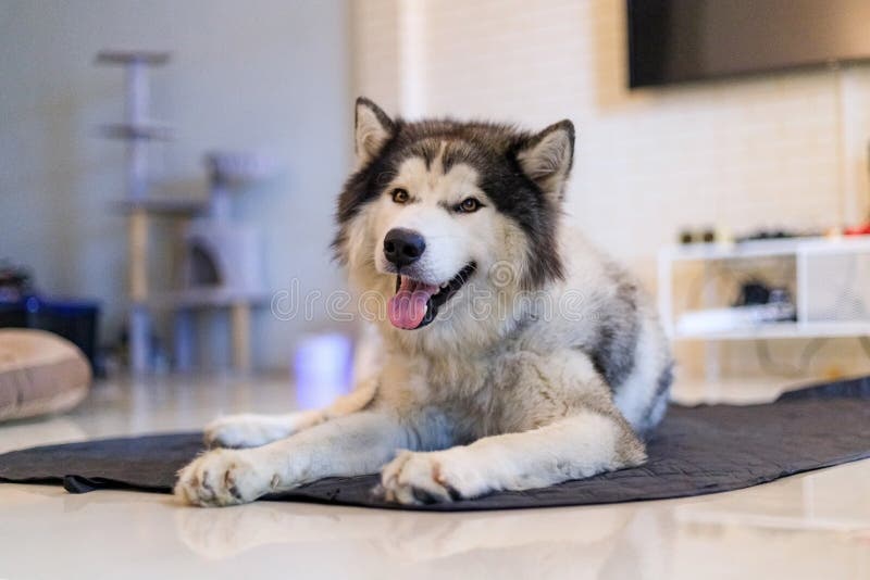 A Cute Siberian Husky Dog Smiling with Happiness Stock Photo - Image of ...