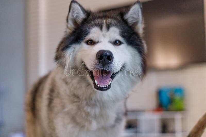 A Cute Siberian Husky Dog Smiling with Happiness Stock Image - Image of ...