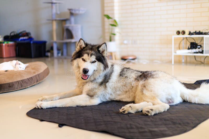 A Cute Siberian Husky Dog Smiling Stock Photo - Image of portrait ...