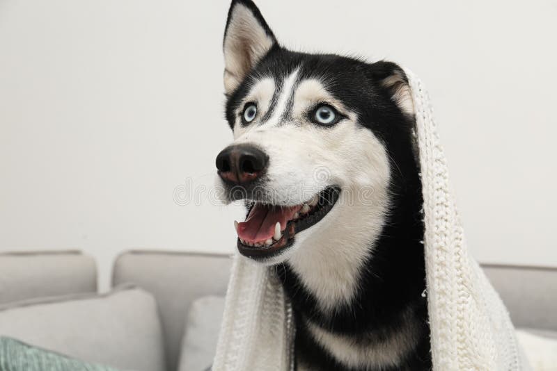 Cute Siberian Husky Dog on Sofa Stock Photo - Image of husky, friend ...