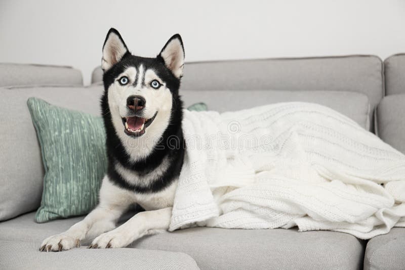 Cute Siberian Husky Dog on Sofa Stock Photo - Image of friendly ...