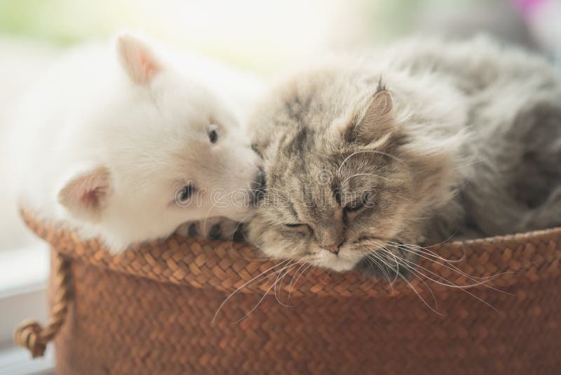 Cute Siberian Husky and Persian Cat Lying Stock Photo - Image of family ...
