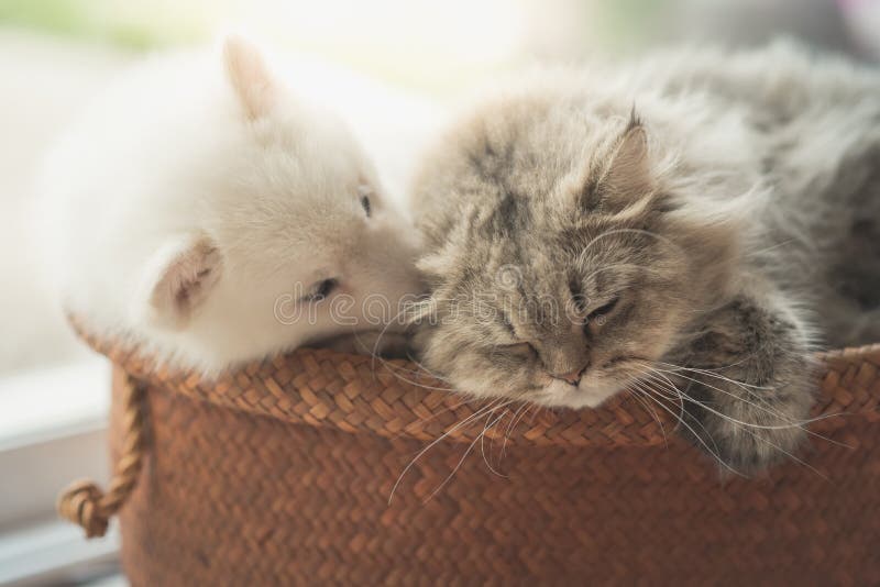 Cute Siberian Husky and Persian Cat Lying Stock Image - Image of basket ...
