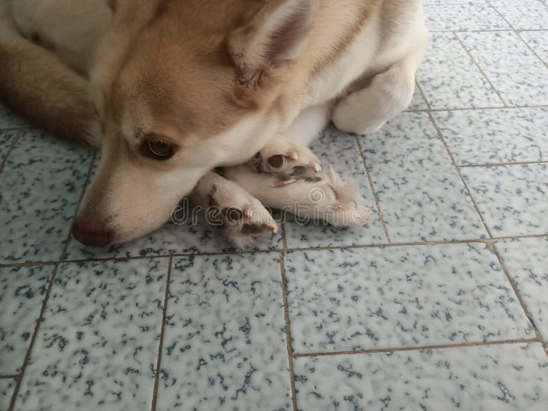 Cute siberian husky pose stock photo. Image of pose - 208740942