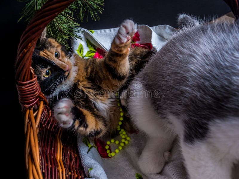 Cute Siberian Husky Puppy Cuddling Cute Kitten Stock Image - Image of ... Cute Siberian Husky Puppy Cuddling Cute Kitten Stock Image - Image of ...