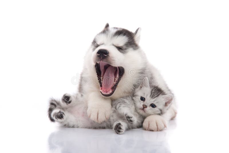 Cute Siberian Husky Puppy Cuddling Cute Kitten Stock Photo - Image of ... Cute Siberian Husky Puppy Cuddling Cute Kitten Stock Photo - Image of ...