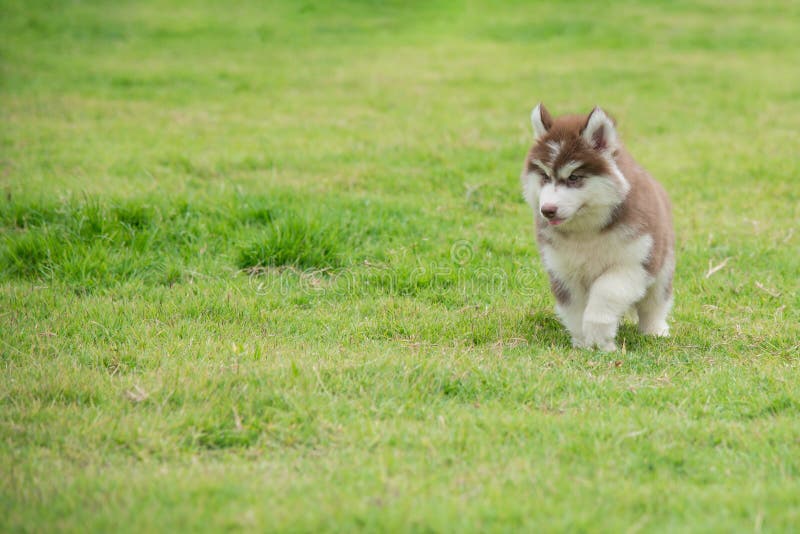 Cute Siberian Husky Puppy Running Stock Photo - Image of meadow, funny ...