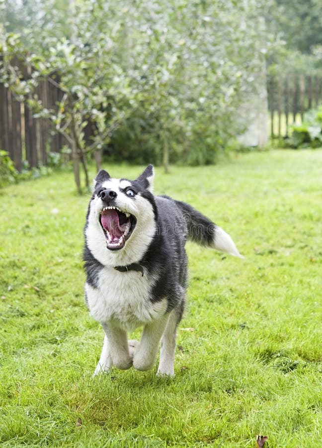 Cheerful Smiling Siberian Husky Dog with Blue Eyes and Open Mouth in ...