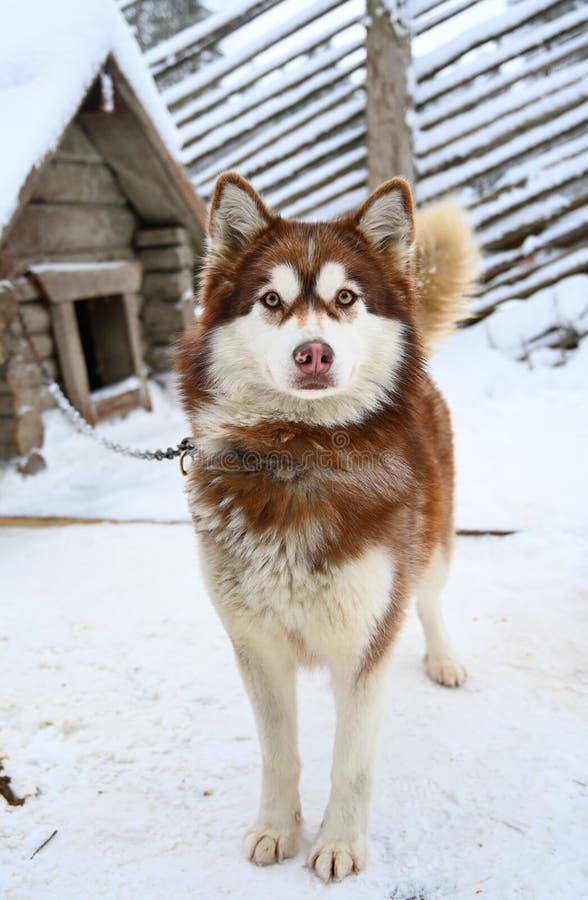 Siberian Husky Sled Dog on a Chain in Winter Stock Photo - Image of ...