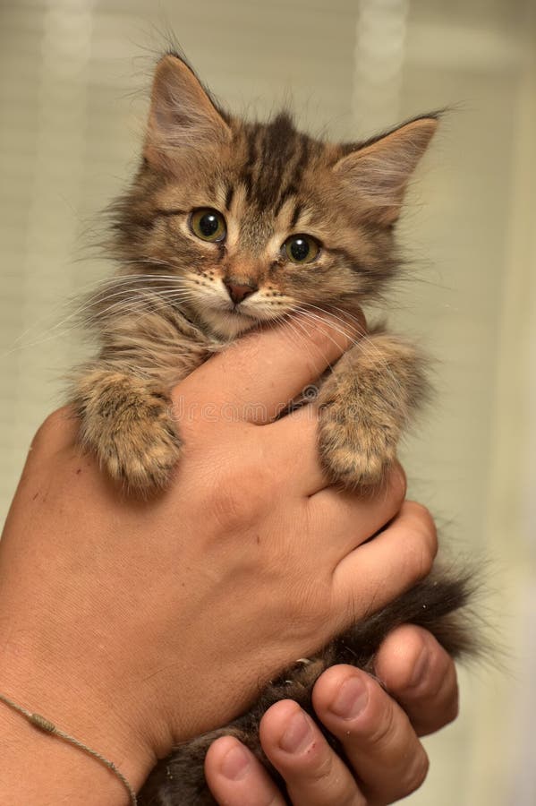 Siberian kitten in hands stock image. Image of ginger - 155397781