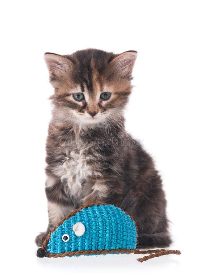 563 Siberian Mouse Stock Photos - Free & Royalty-Free Stock Photos from ...